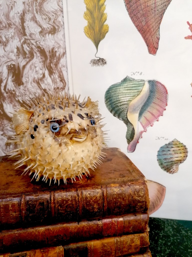 Poisson hérisson - les baies rousses